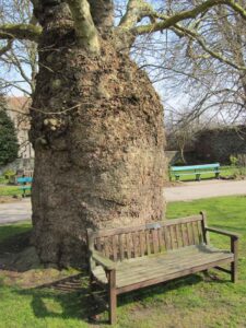Plane Tree – Canterbury Historical and Archaeological Society