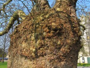 Plane Tree – Canterbury Historical and Archaeological Society